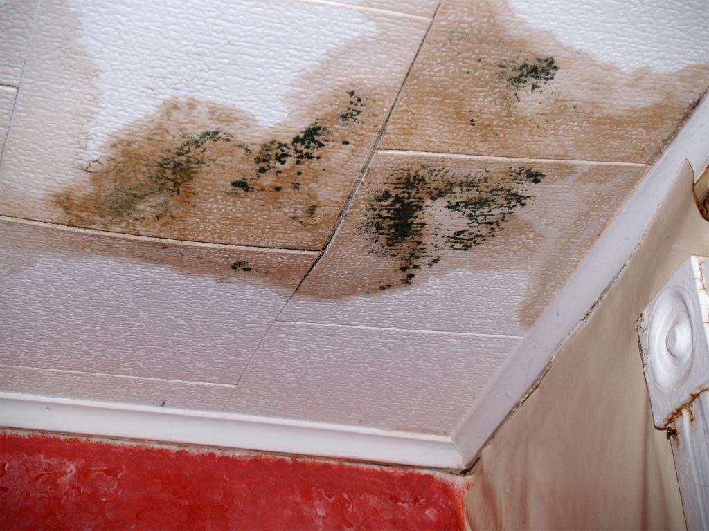 Mold Growth After Water Damage: Strategies for Remediation