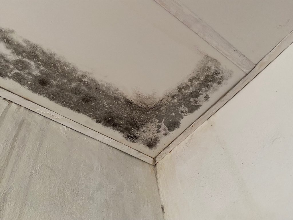 The Dangers of Mold: Health Risks & Why Remediation is Essential